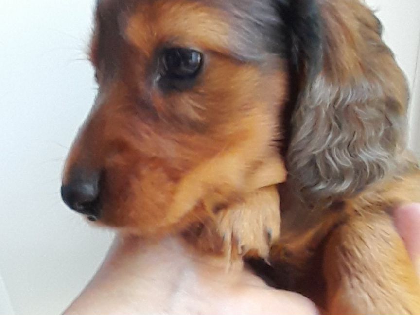 Длинношерстная такса