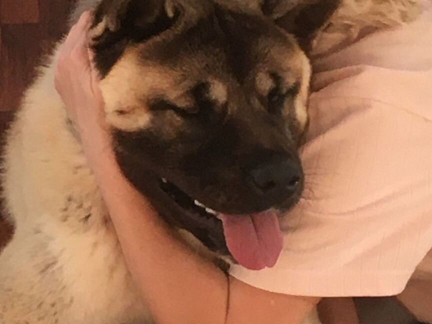 Акита Яркие малыши