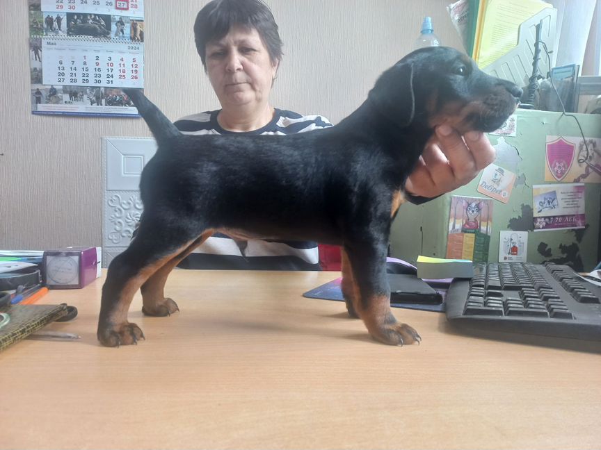 Щенки ягдтерьера