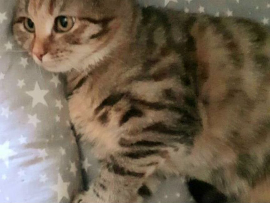 Невероятно милый котенок (кошечка) в добрые руки