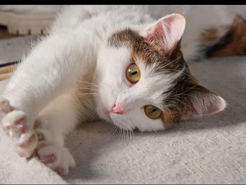 Кошки в добрые руки бесплатно