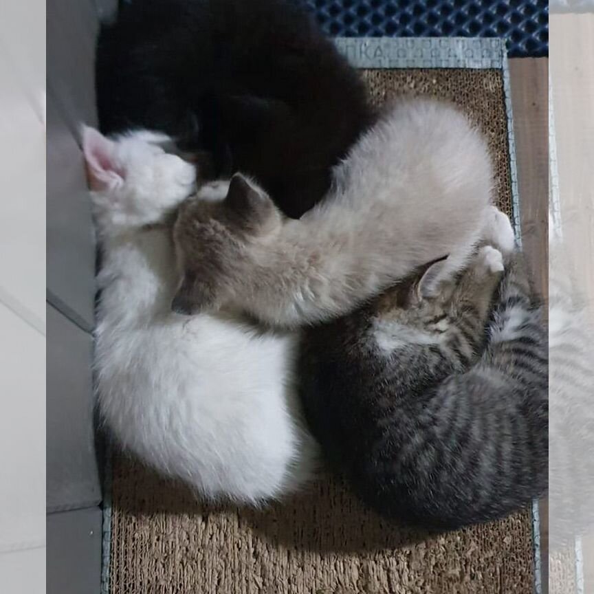 Котята в добрые руки