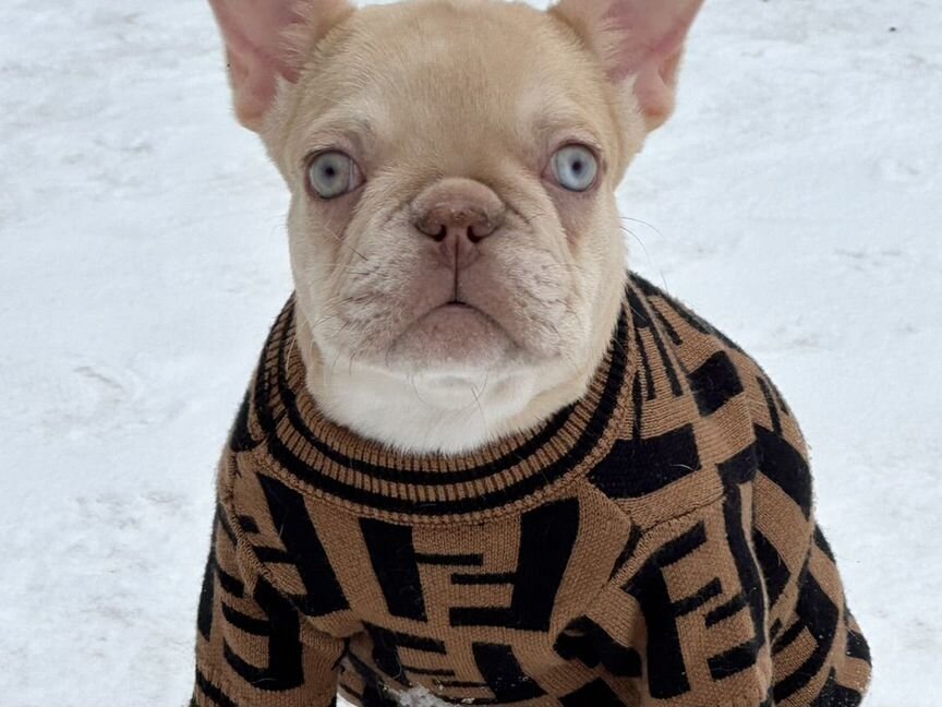 Изабелла голубоглазая