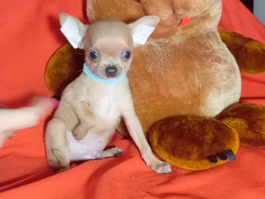 Чихуахуа щенок мальчик