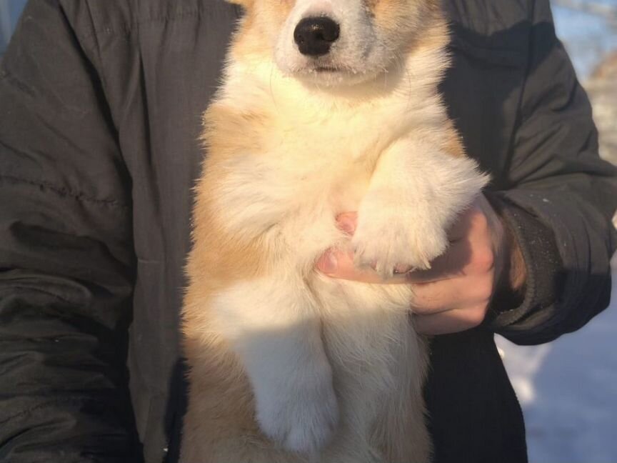 Вельш-корги пемброк девочка