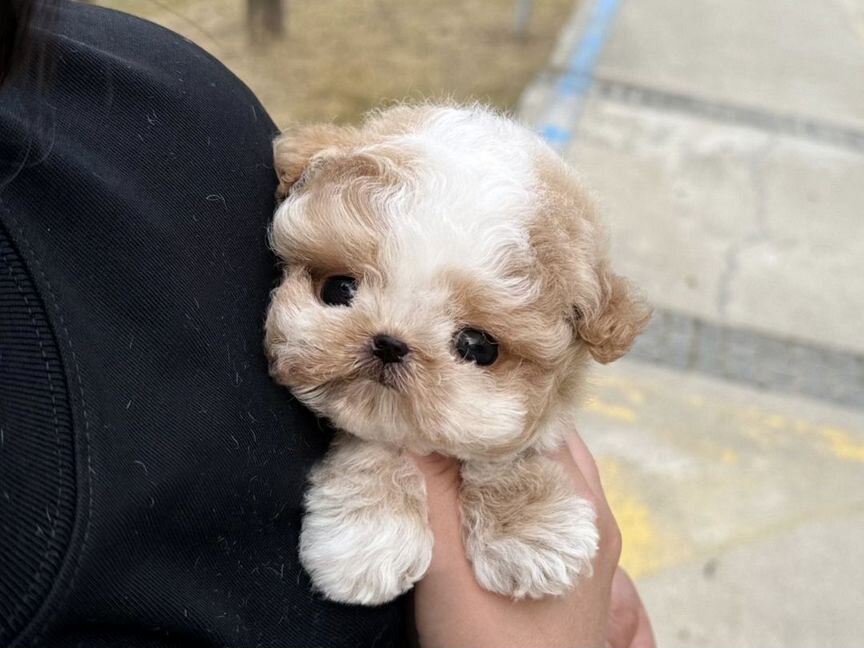 Мальтипу из Кореи