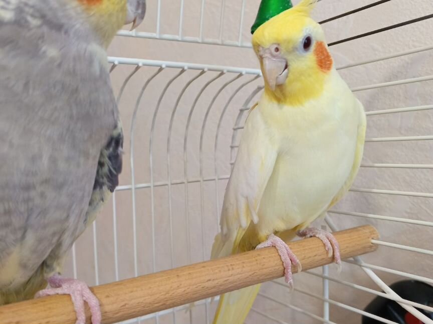 Попугай корелла пара