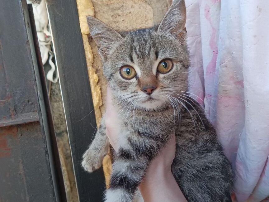 Кошка