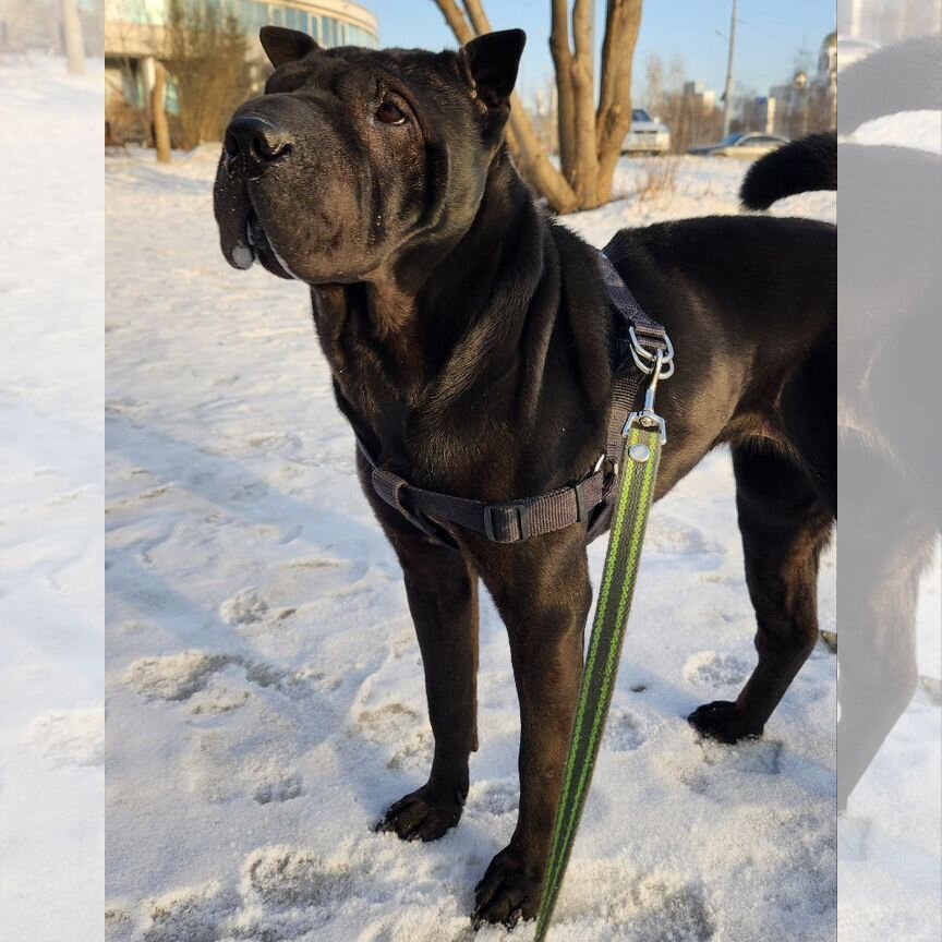 Шарпей, взрослая собака