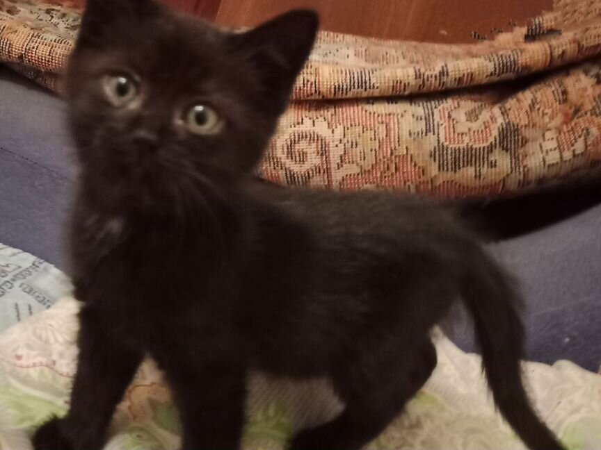 Черный котенок