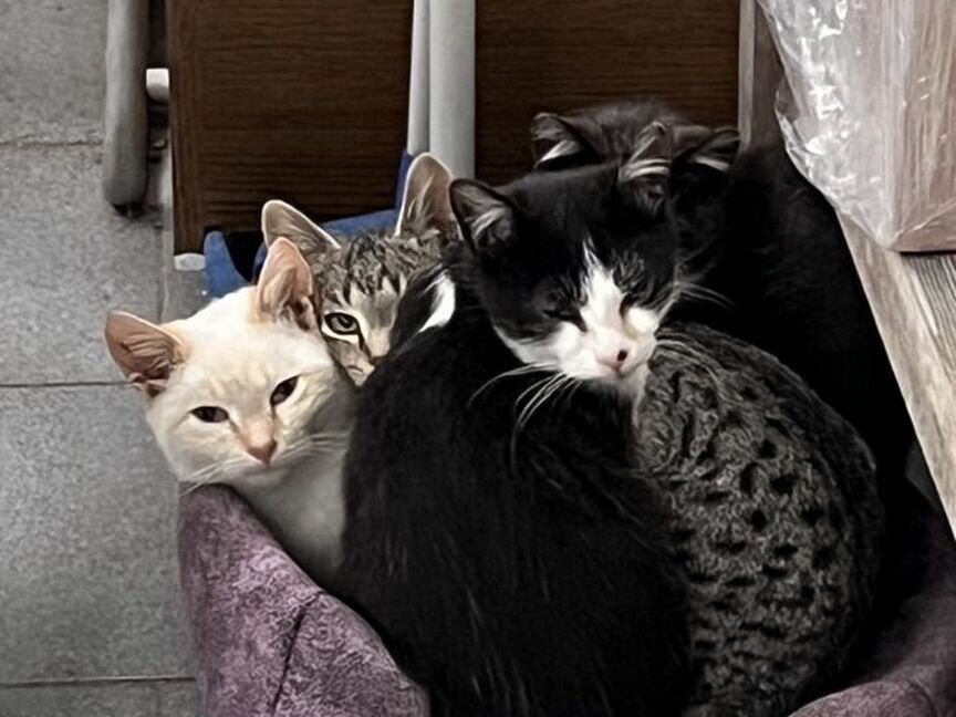 Котята в добрые руки