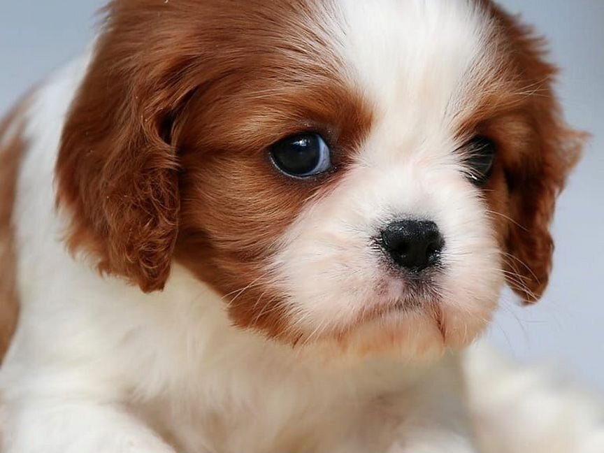 Кавалер кинг чарльз спаниель щенки