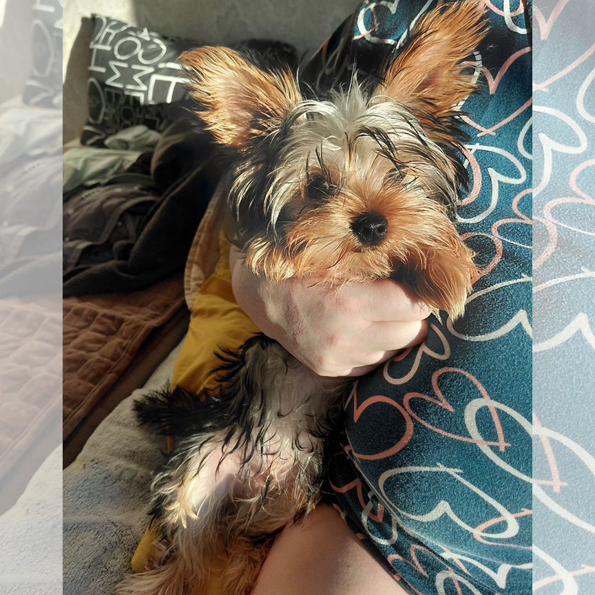 Йоркширский терьер, щенок