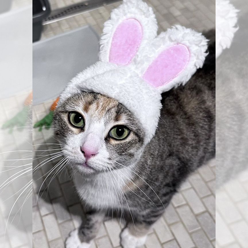 Взрослая, Девочка кошка в добрые руки