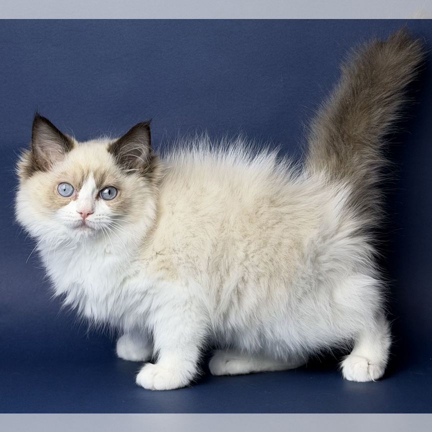 Рэгдолл котёнок