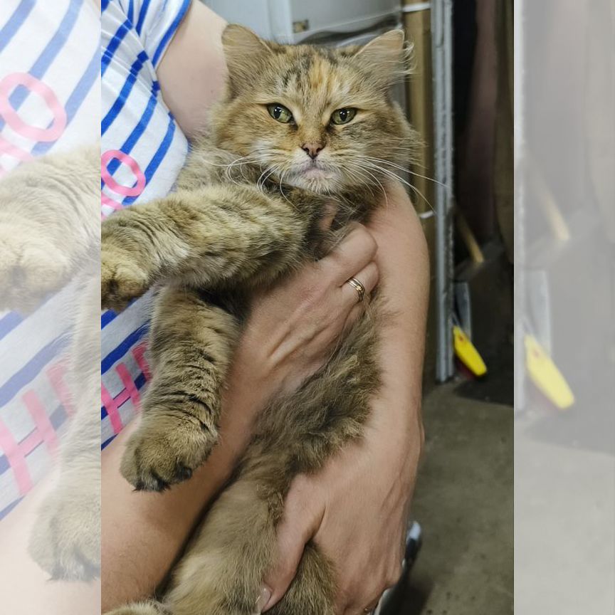 Взрослая, кошка в добрые руки