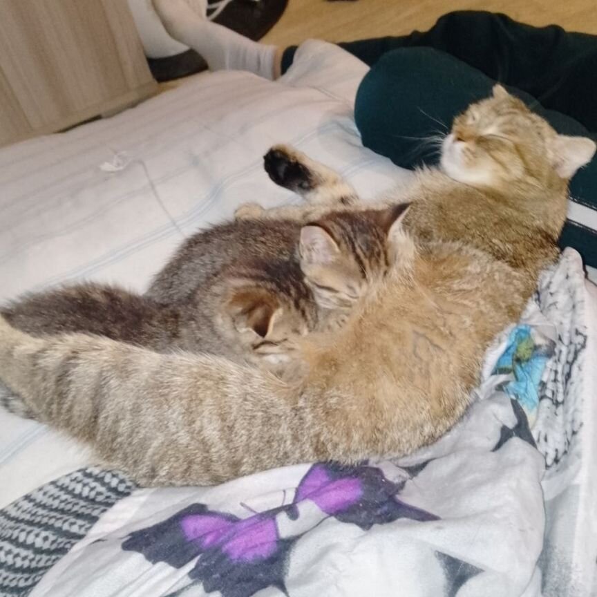 Продам котят, мама шатланка, отец британец