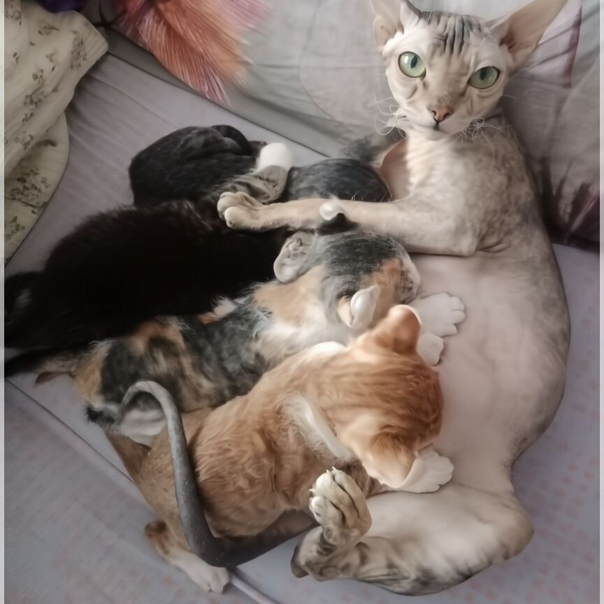 Канадский сфинкс котёнок