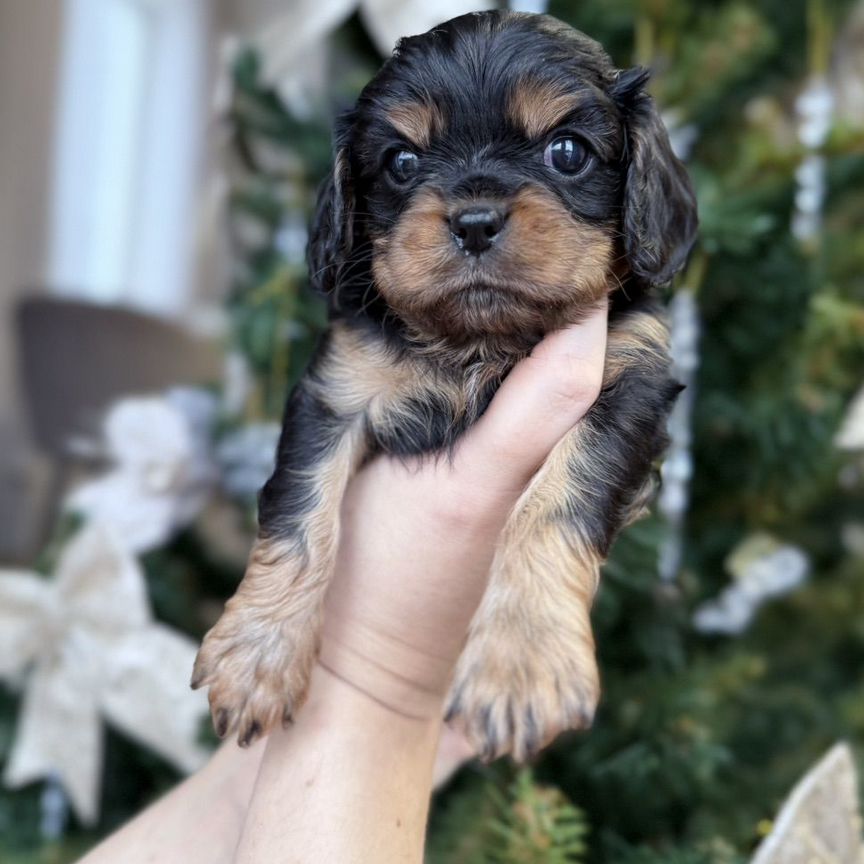 Кавалер кинг-чарльз-спаниель, щенок