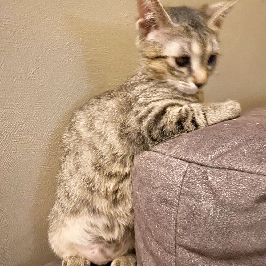 Шпротик девочка Серая шейка ищет дом 3 месяца