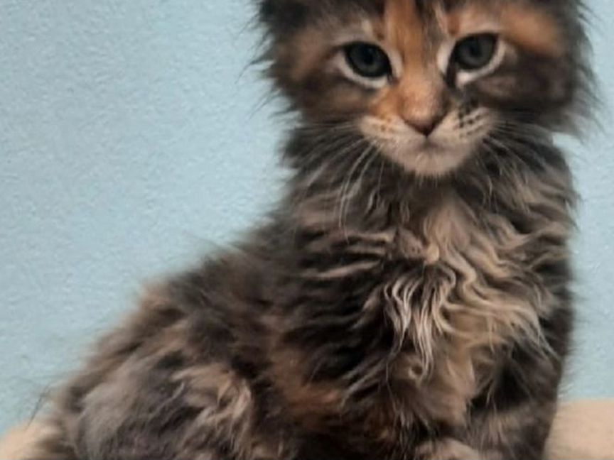 Котята мейн-кун