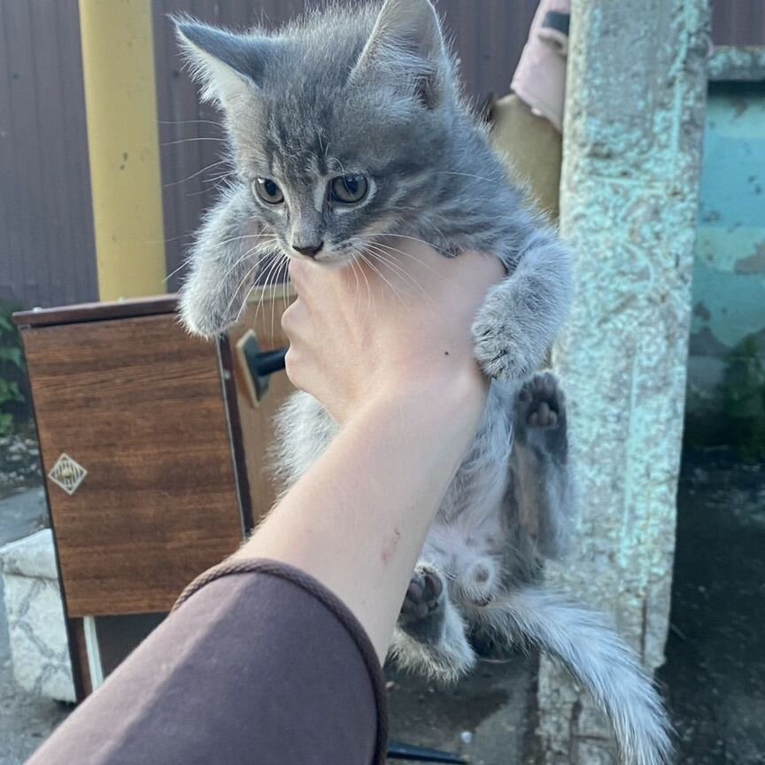 Котёнок в добрые руки