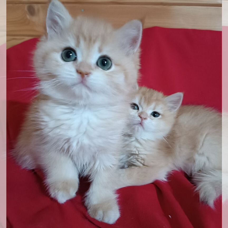 Британский короткошёрстный котёнок
