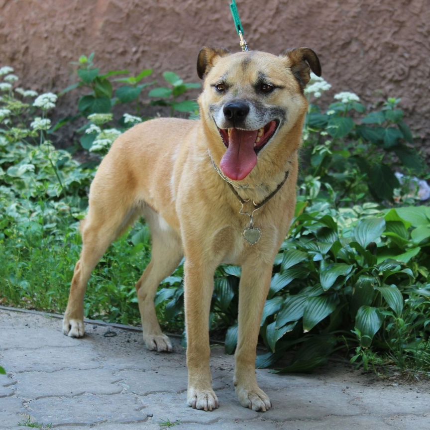 Собака в добрые руки