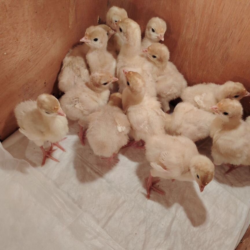 Индюшата бют 6