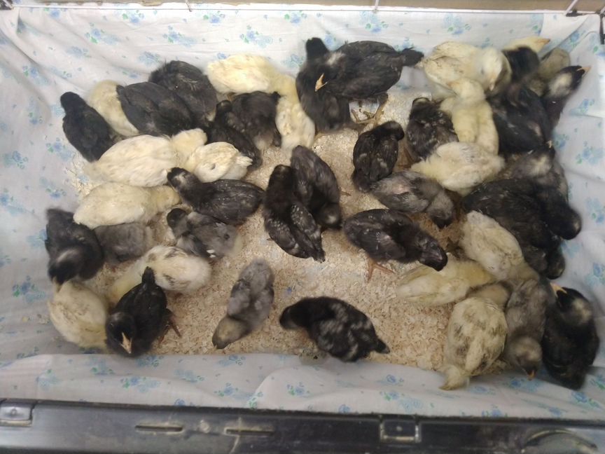 Вылуп 13.02 Цыплята (порода в ассортименте)