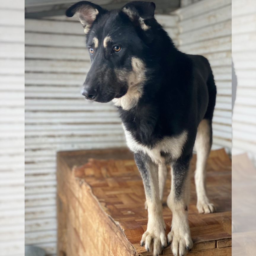 Щенок в добрые руки