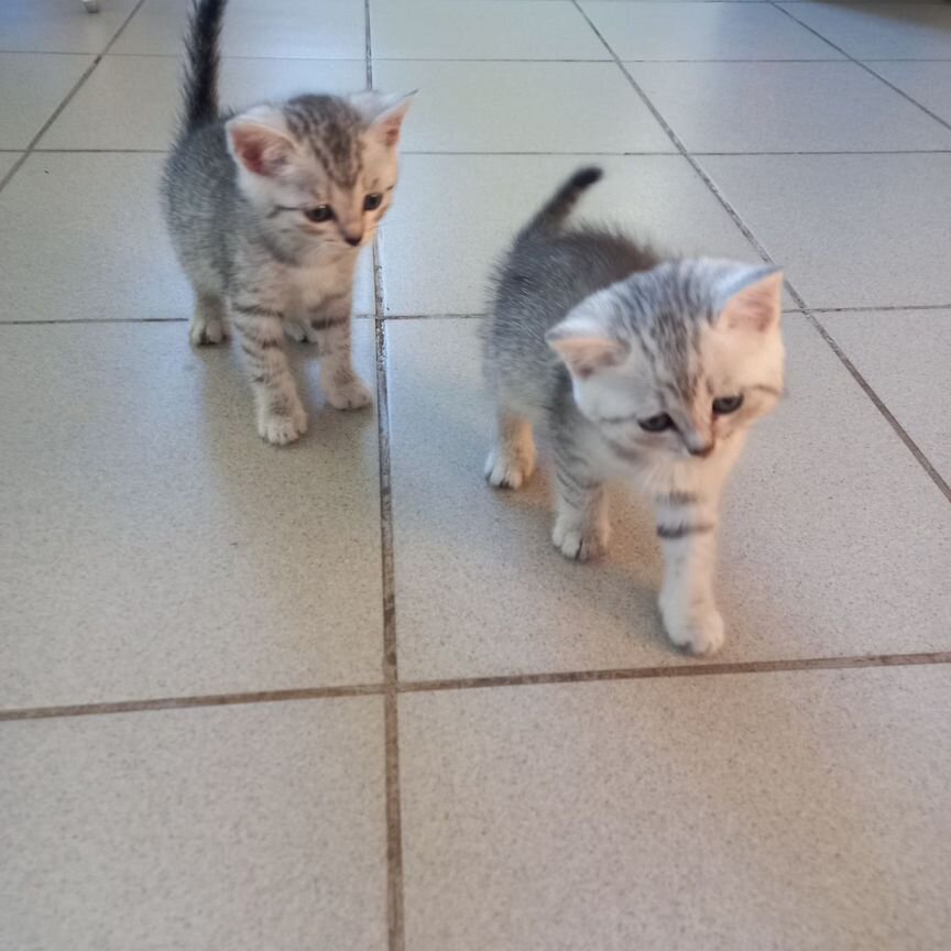 Британские котята