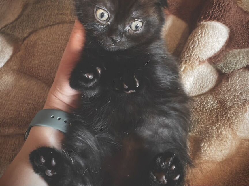 Шотландские вислоухие котята