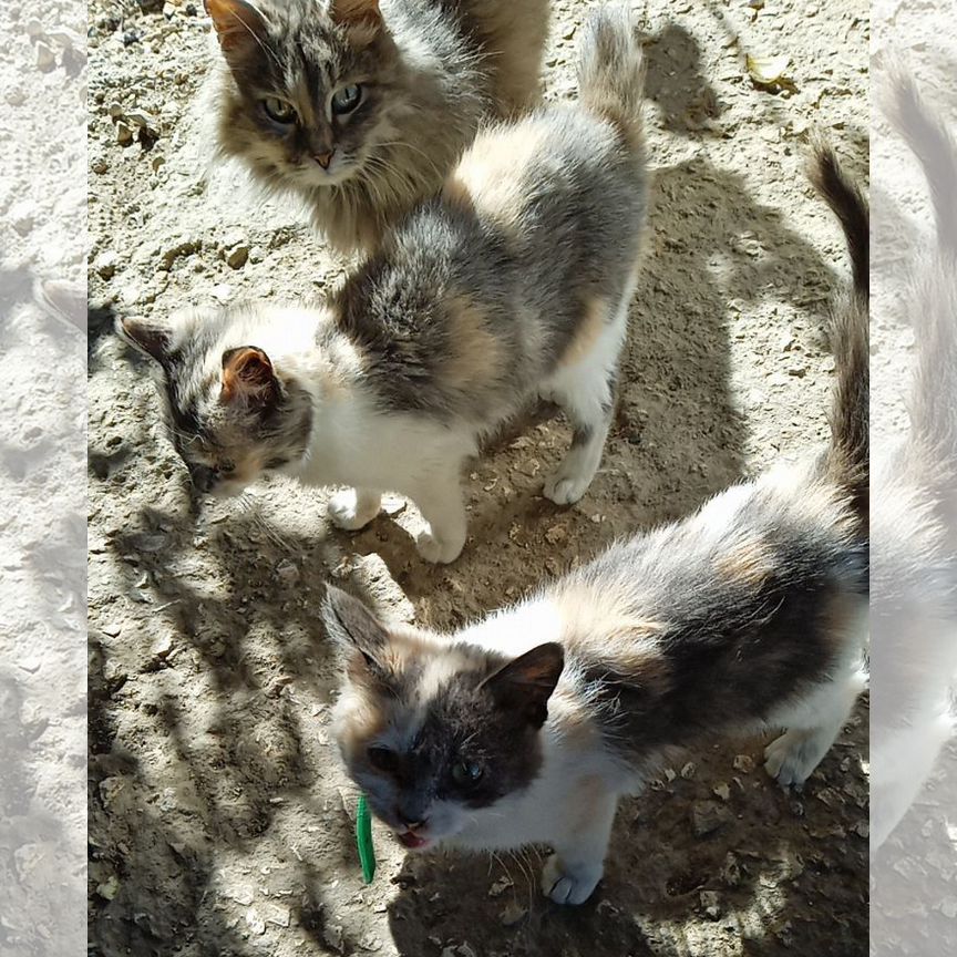 Кошки в добрые руки бесплатно