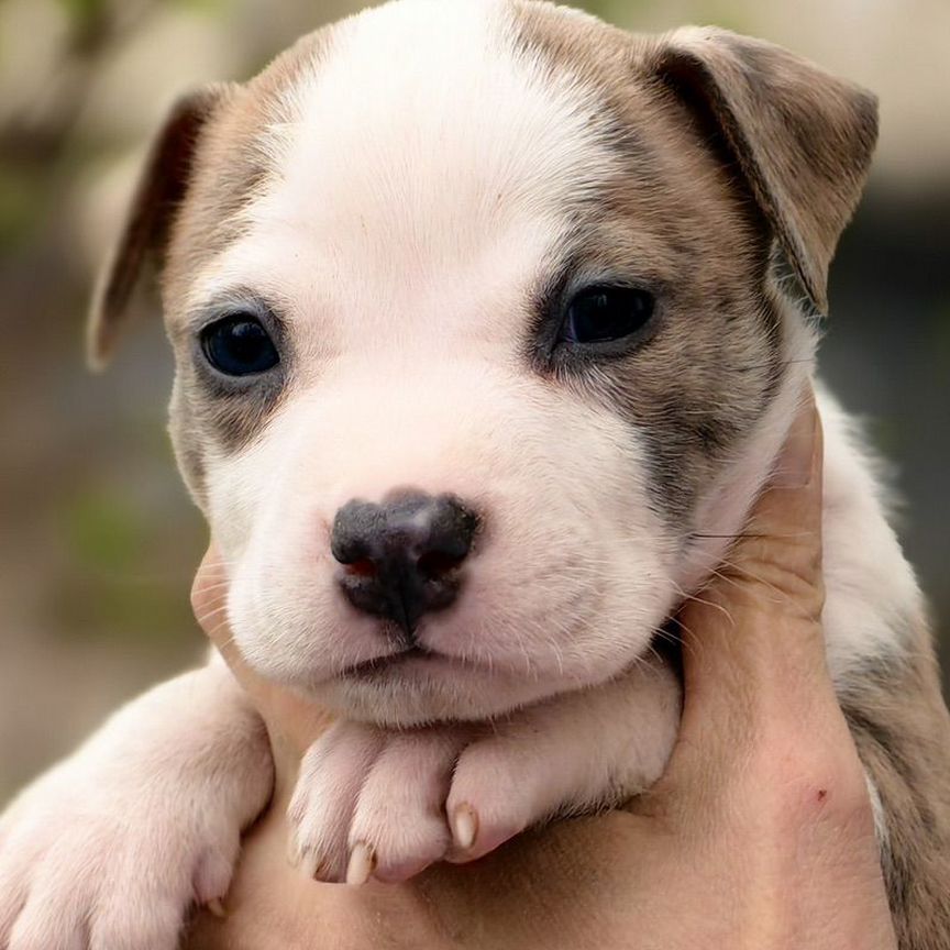 Американский стаффордширский терьер, щенок