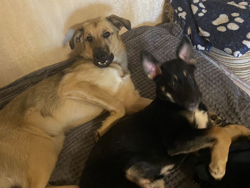 Щенки добрые руки