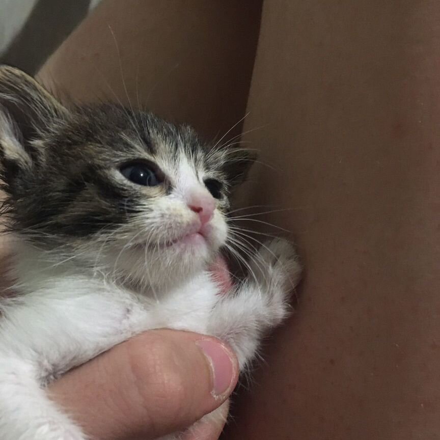 Котята в доьрые руки