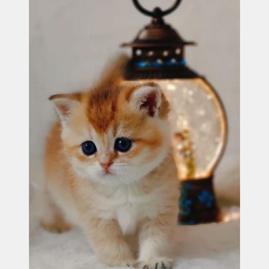 Котята британская золотая шиншилла