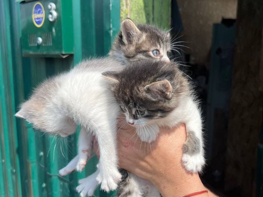Котята