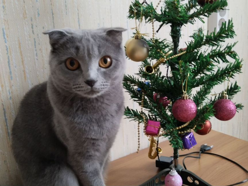 Шотландская