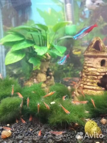 Аквариум, креветочник, куб 30 л