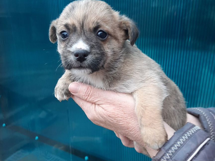 Щенки в добрые руки