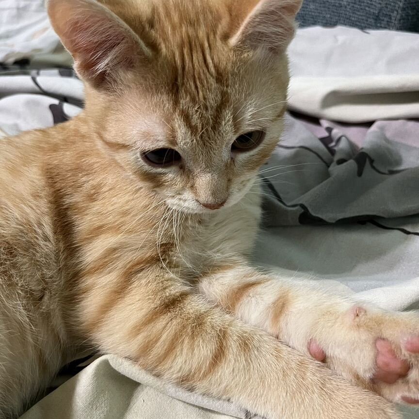 Заберите золотце домой