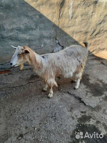 Продаю козочку