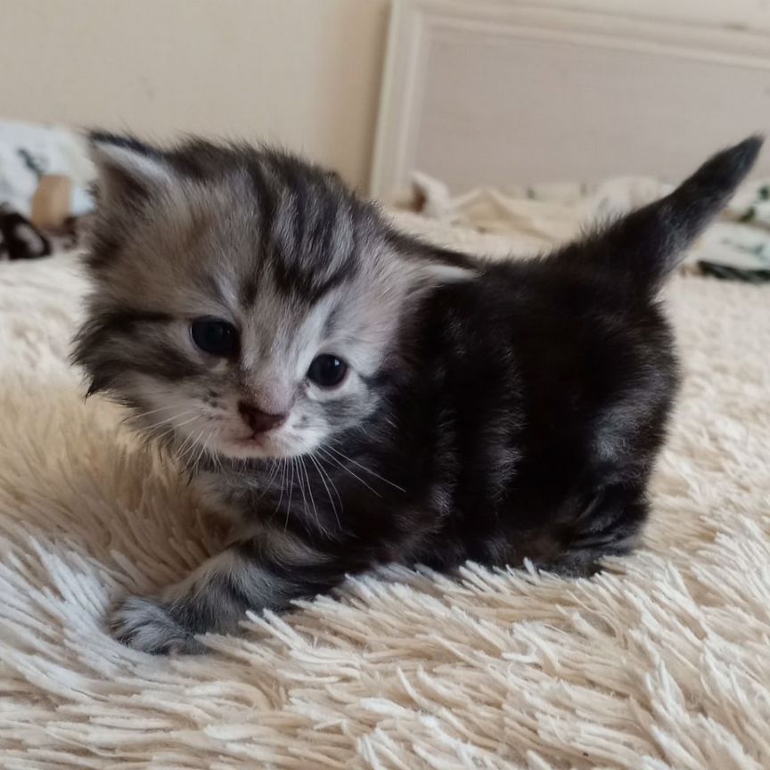 Шотландский прямоухий длинношёрстный котёнок