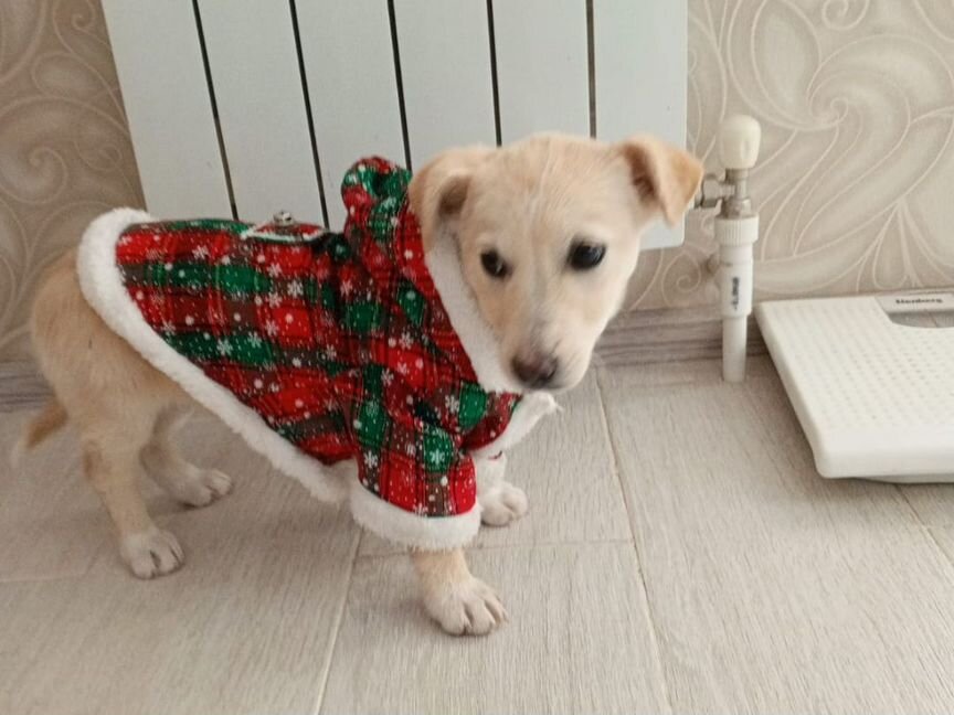 Щенок в добрые руки