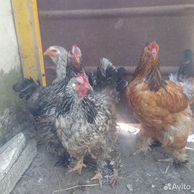 Продам пять домашних кур породы брама