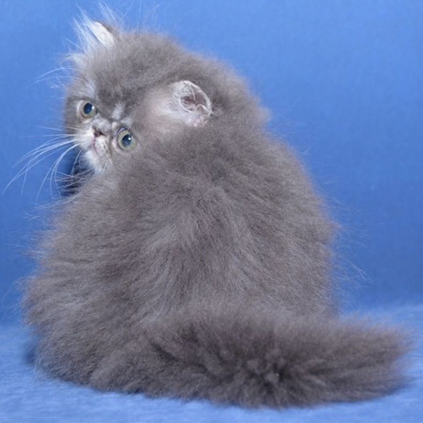Персидский котик
