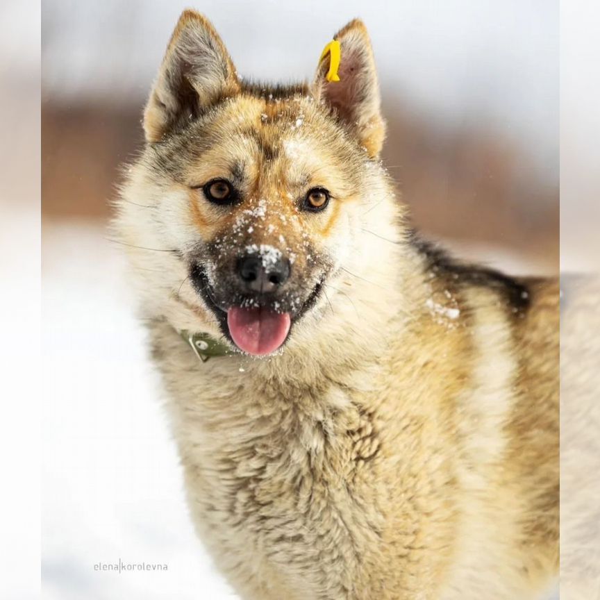Взрослая собака от частного владельца