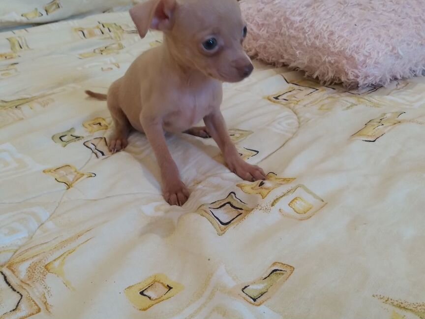 Мини той-терьер щенки